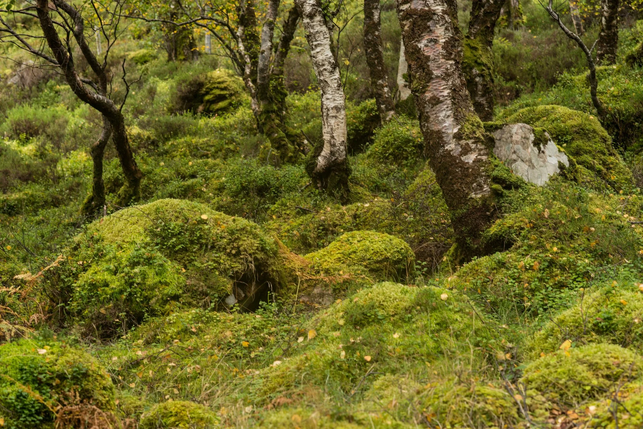 The trees of Scotland’s rainforest — Alliance for Scotland’s Rainforest