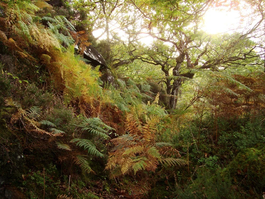What is temperate rainforest? — Alliance for Scotland’s Rainforest