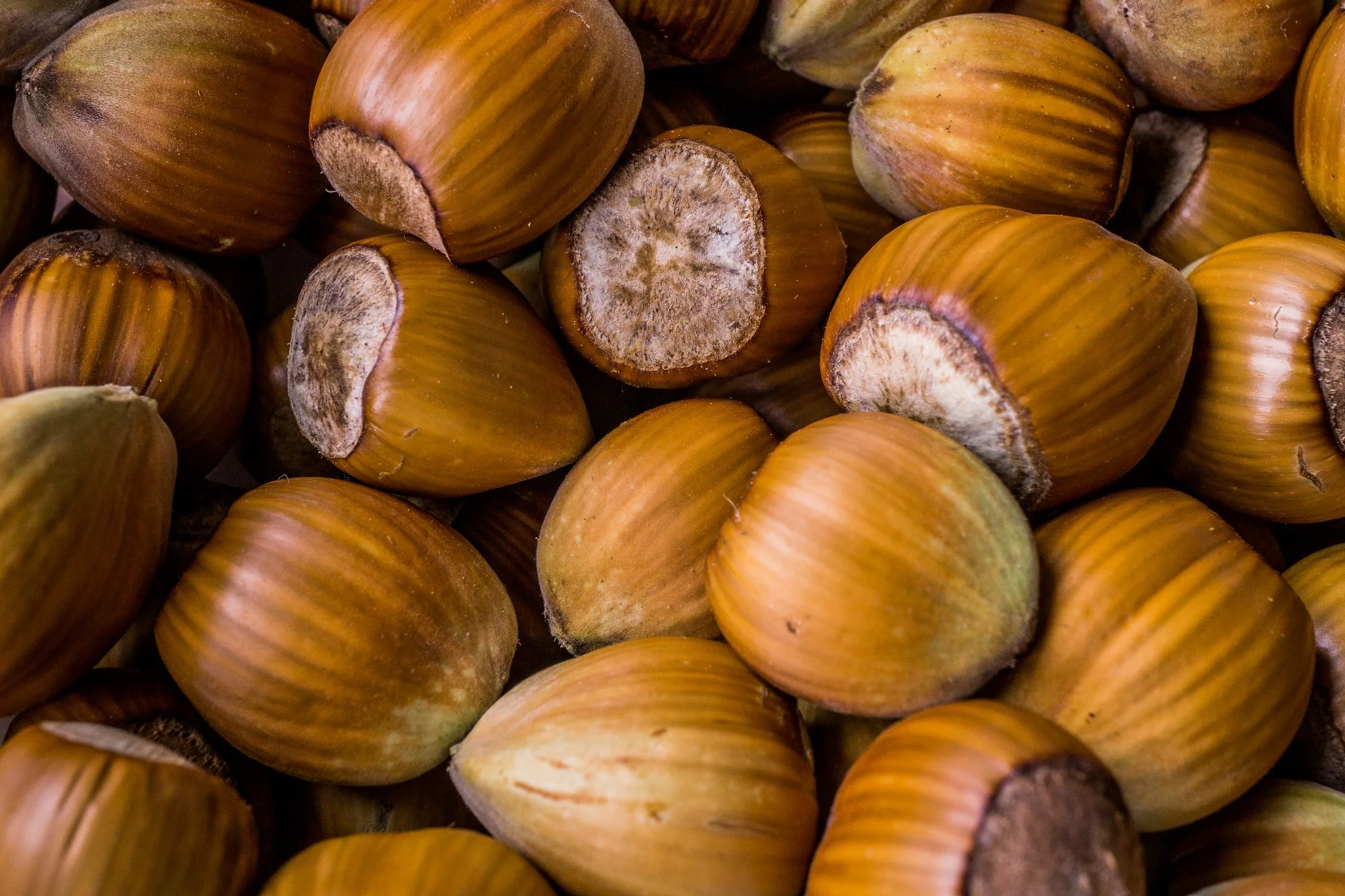 The trees of Scotland’s rainforest — Alliance for Scotland’s Rainforest