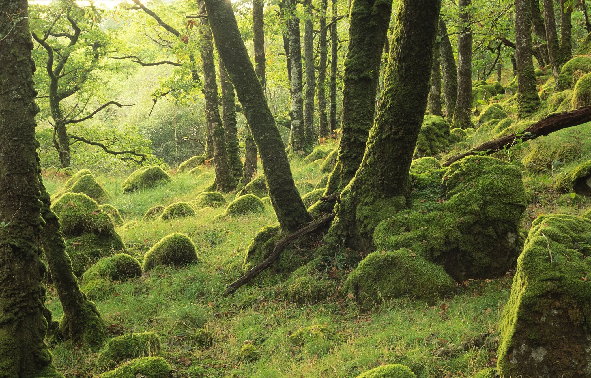 The trees of Scotland's Rainforest — Alliance for Scotland’s Rainforest