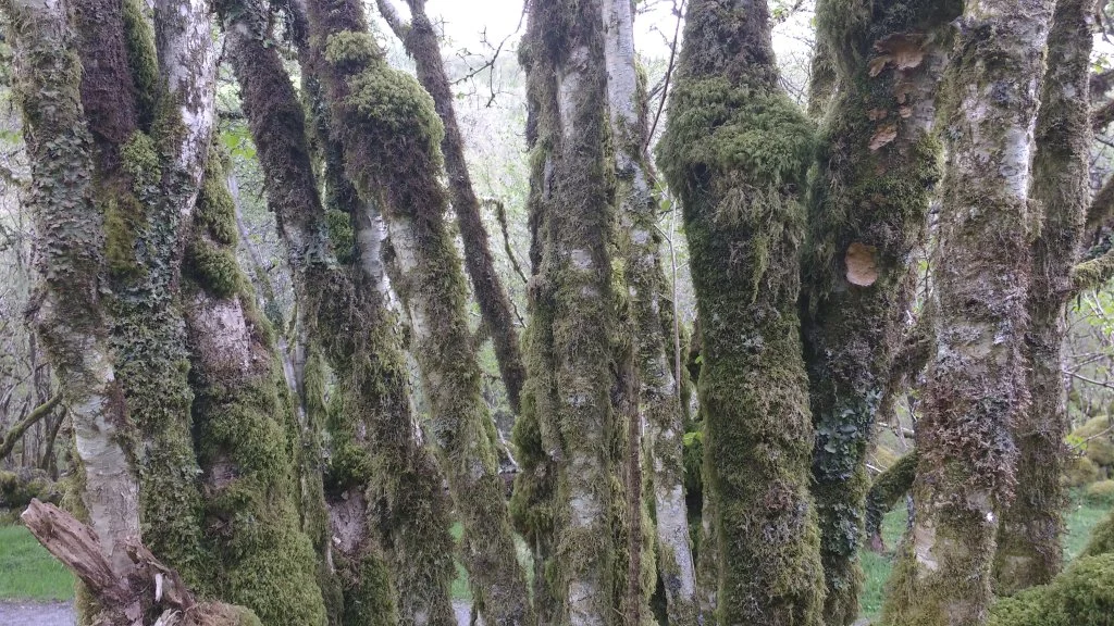 Visit Scotland's rainforest this winter — Alliance for Scotland’s ...