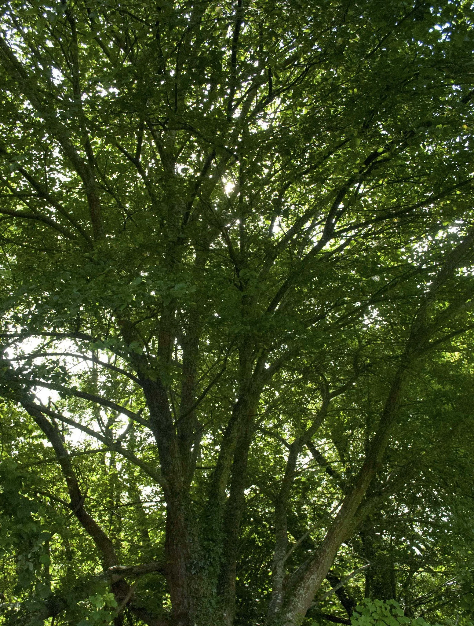 The trees of Scotland's Rainforest — Alliance for Scotland’s Rainforest