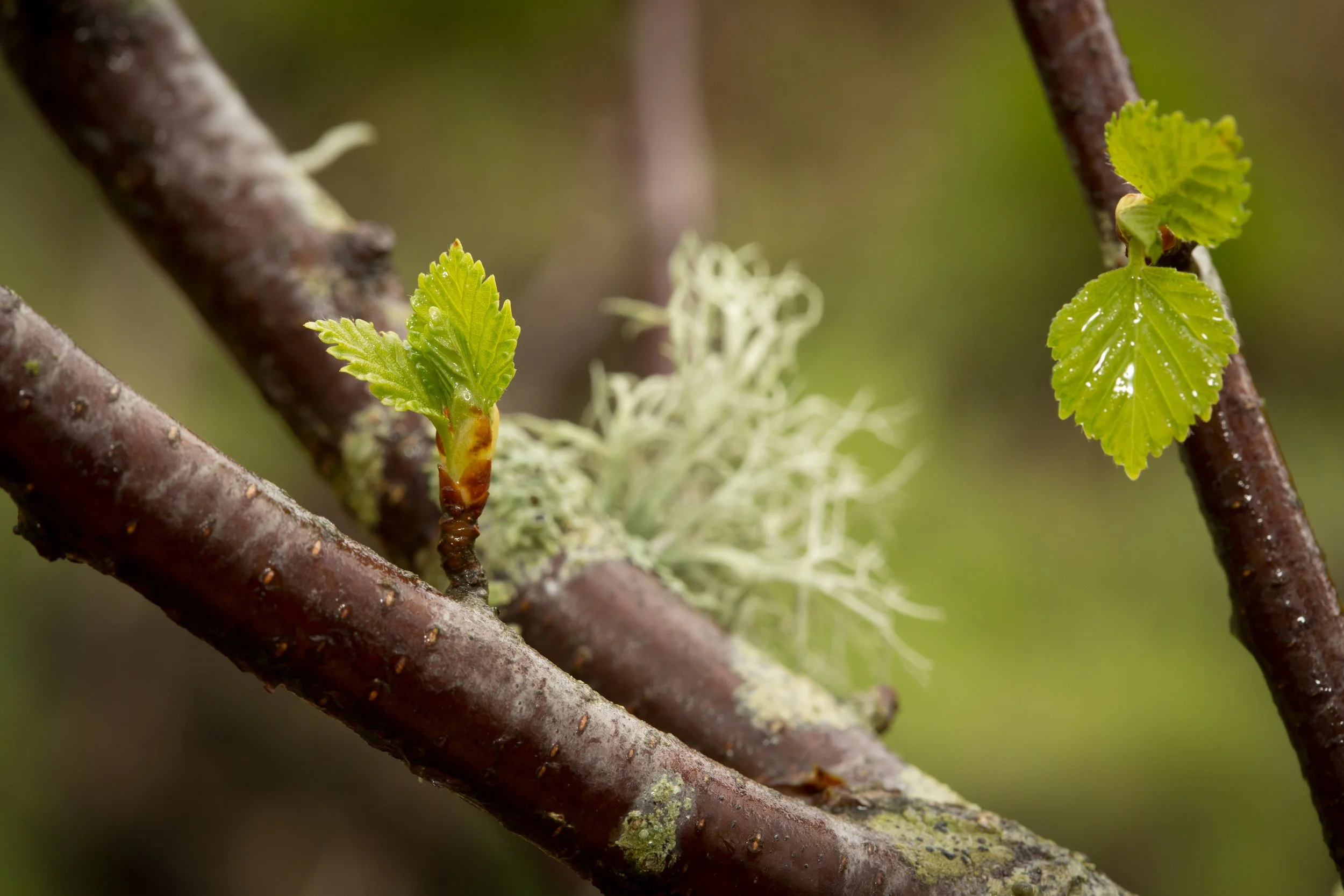 General resources — Alliance for Scotland’s Rainforest