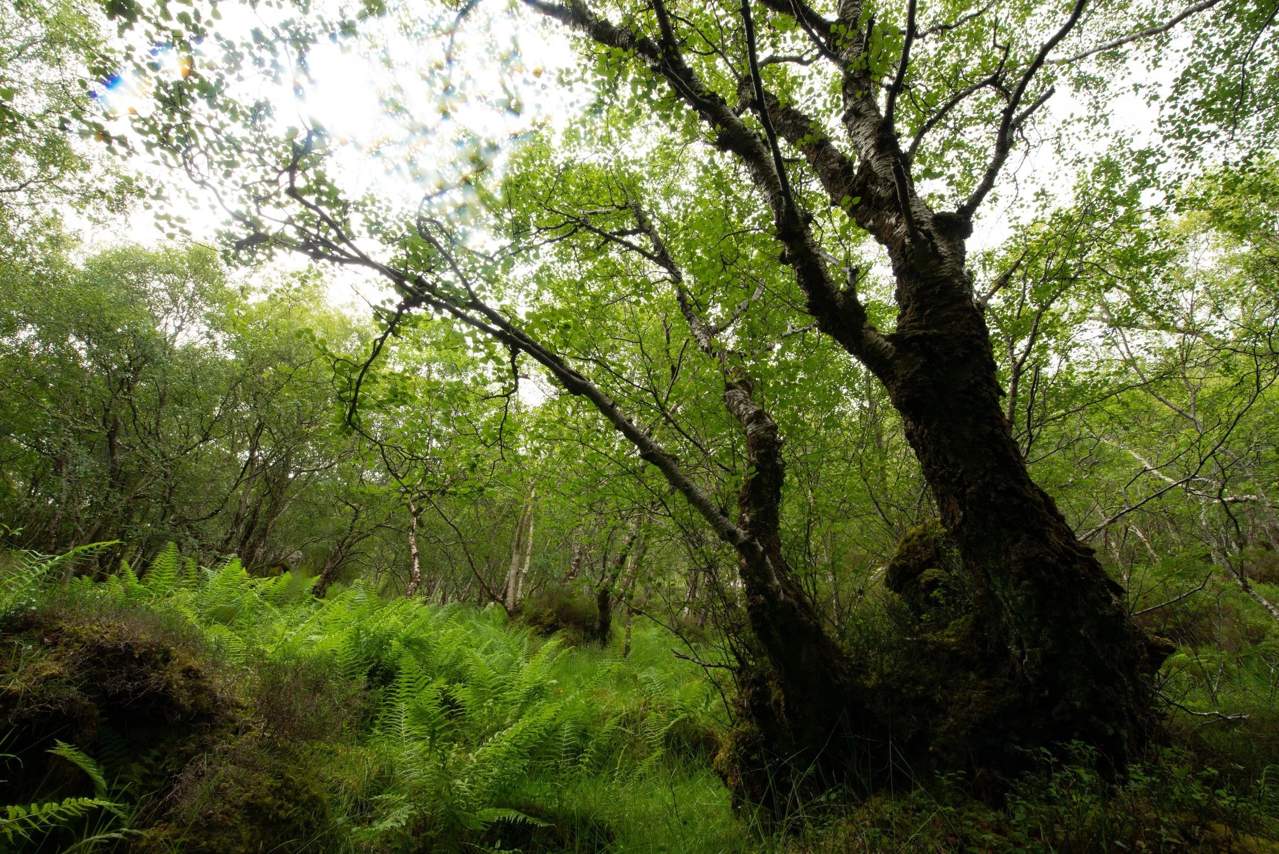 The beautiful birch tree — Alliance for Scotland’s Rainforest
