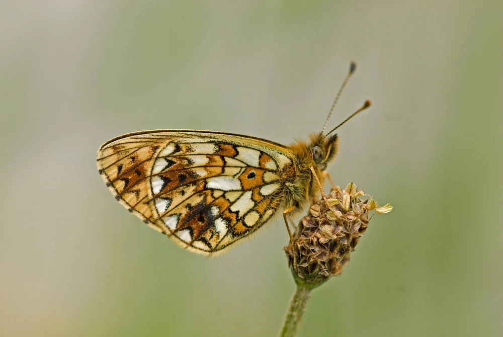 Help needed to track down rare butterfly — Alliance for Scotland’s ...