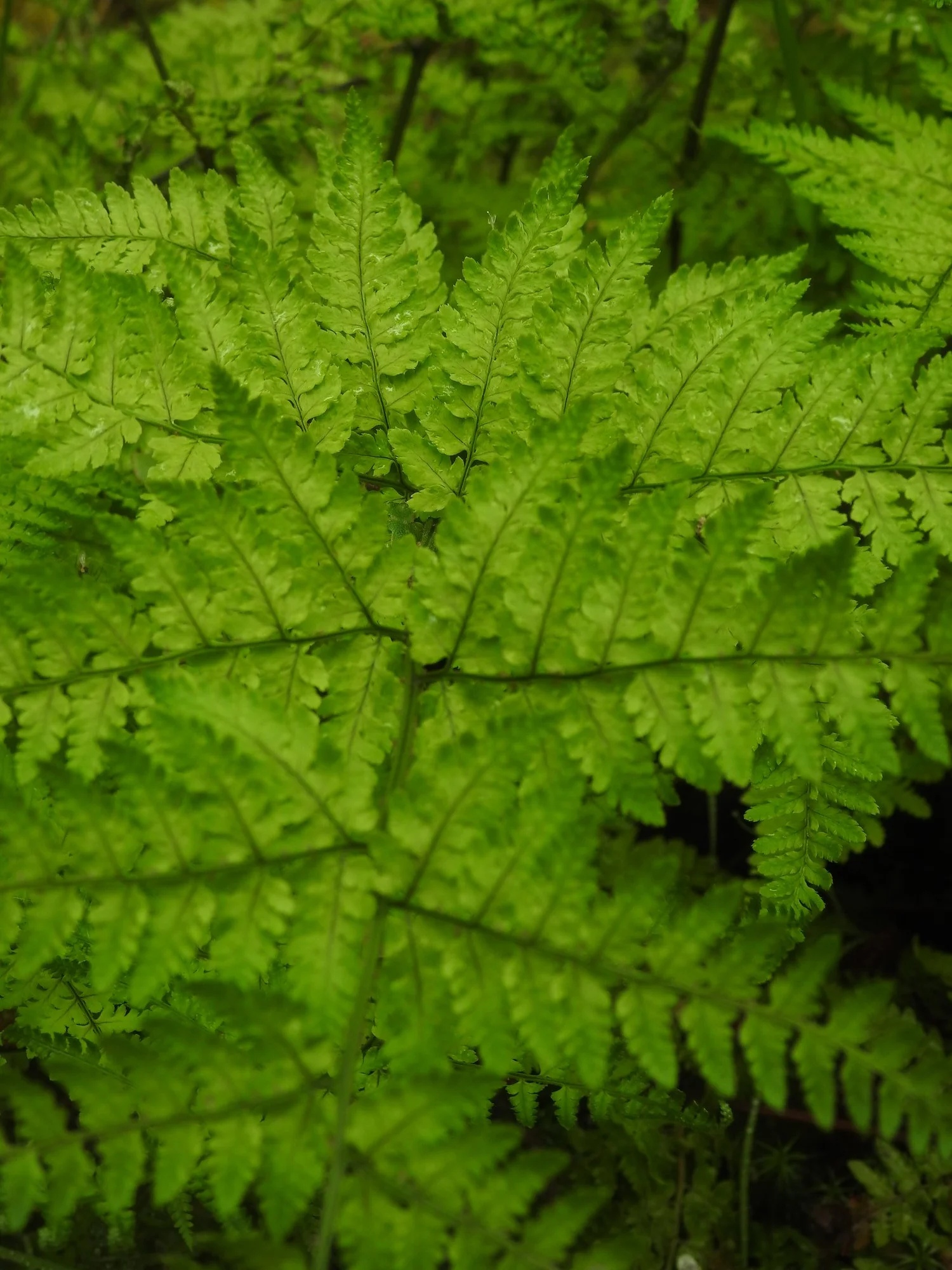 The ferns of Scotland's rainforest — Alliance for Scotland’s Rainforest