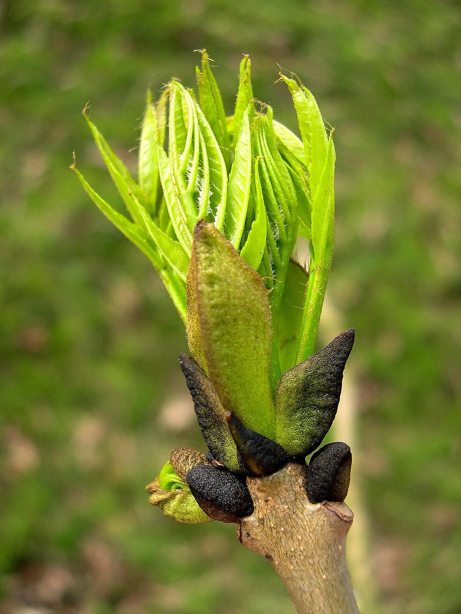 The trees of Scotland’s rainforest — Alliance for Scotland’s Rainforest