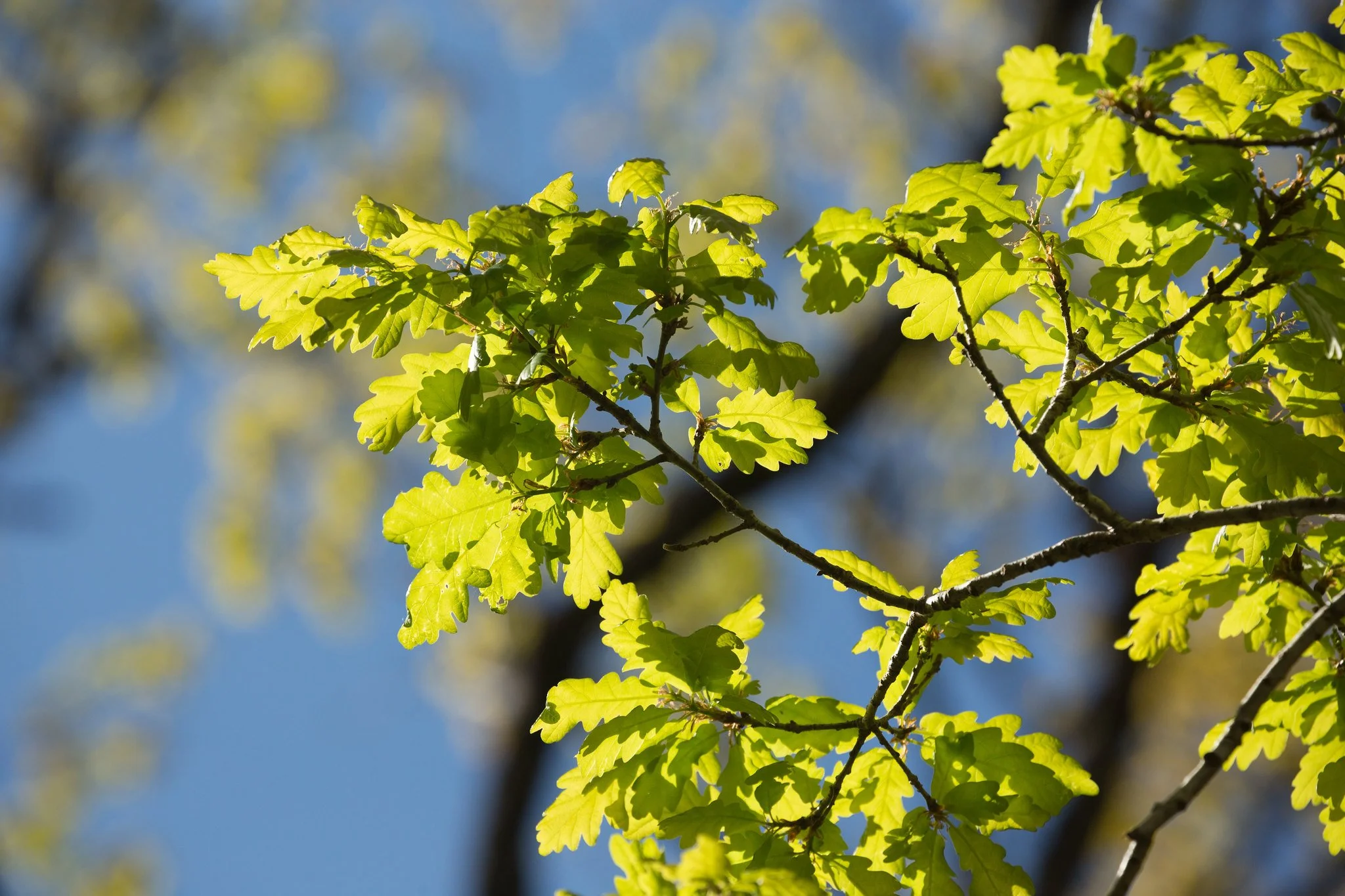 Seasonal wildlife spots — Alliance for Scotland’s Rainforest