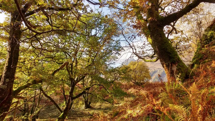 The trees of Scotland’s rainforest — Alliance for Scotland’s Rainforest