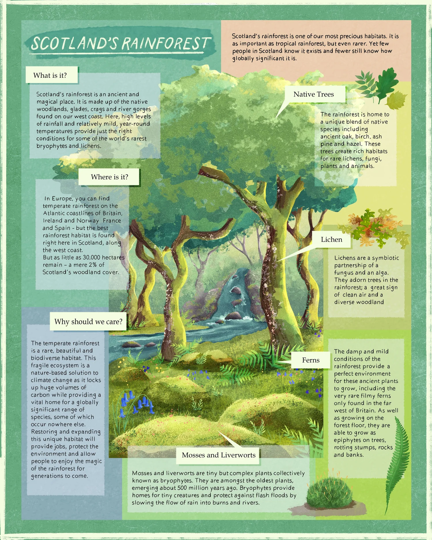 Inspired by Scotland’s rainforest — Alliance for Scotland’s Rainforest