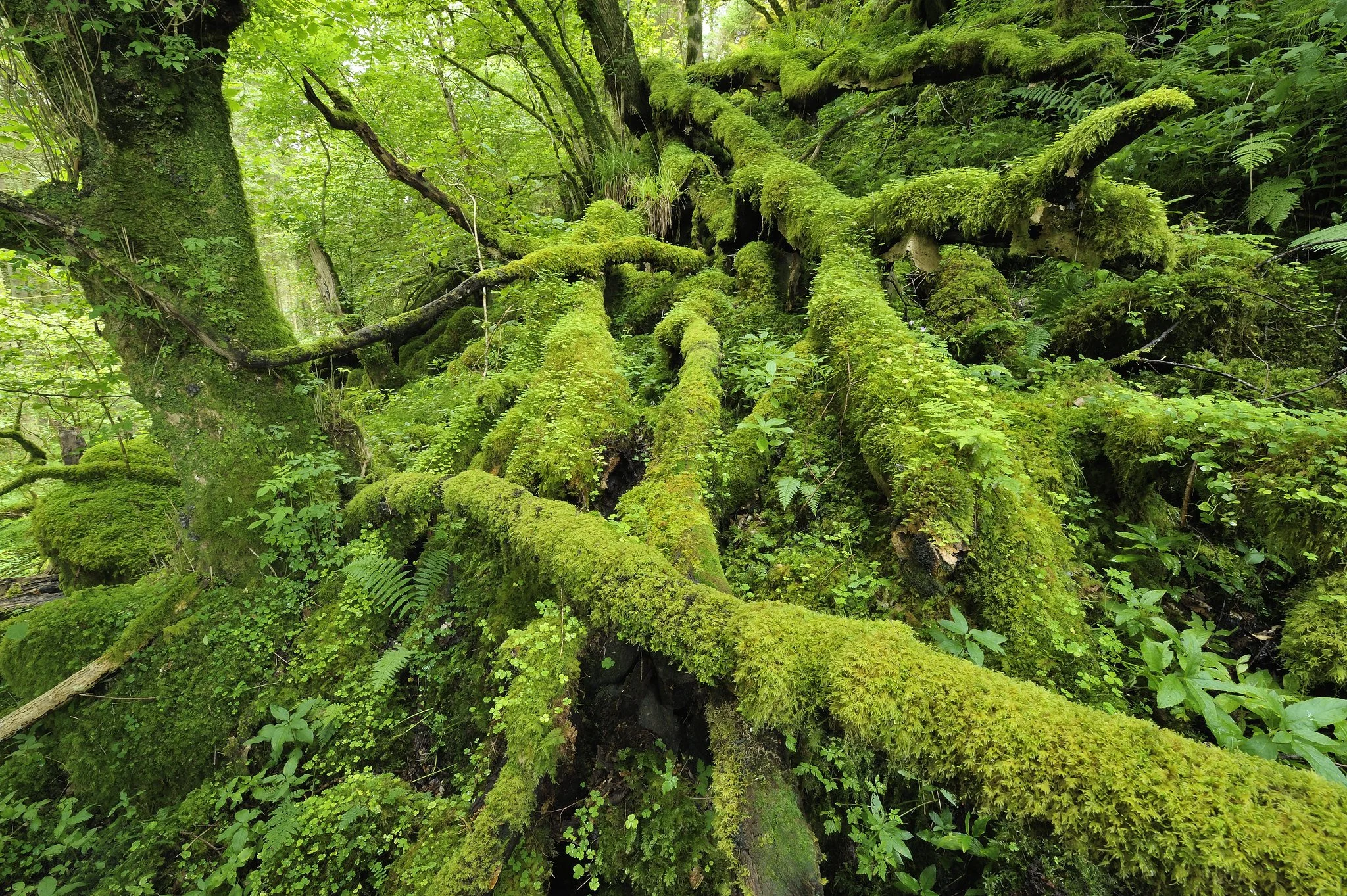 Mosses and liverworts of Scotland's rainforest — Alliance for Scotland ...