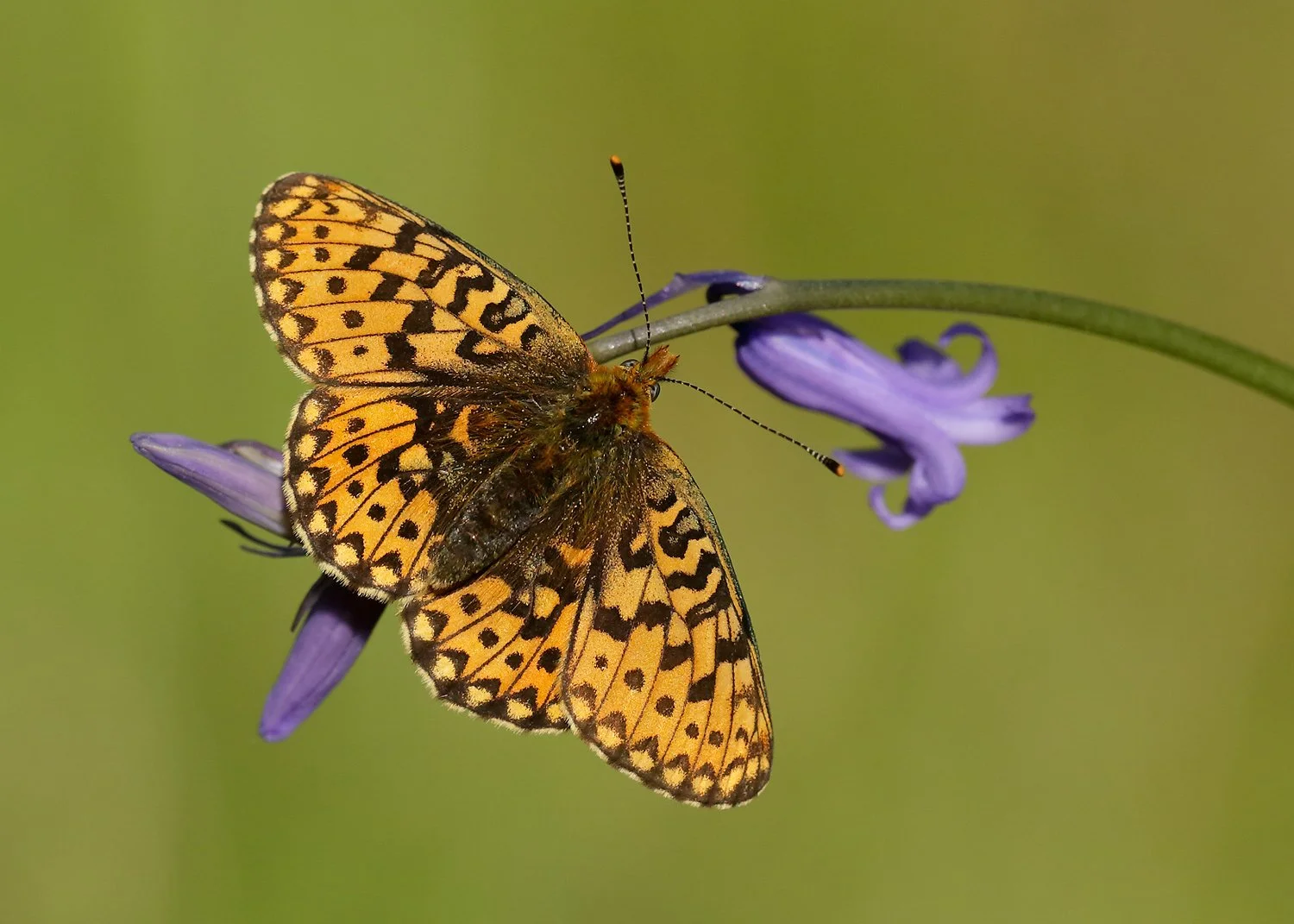 Help needed to track down rare butterfly — Alliance for Scotland’s ...