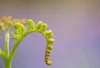The ferns of Scotland's rainforest — Alliance for Scotland’s Rainforest