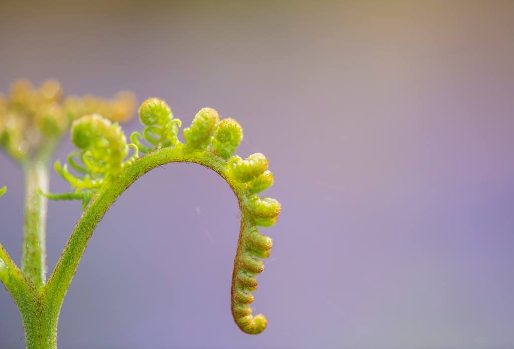The ferns of Scotland's rainforest — Alliance for Scotland’s Rainforest