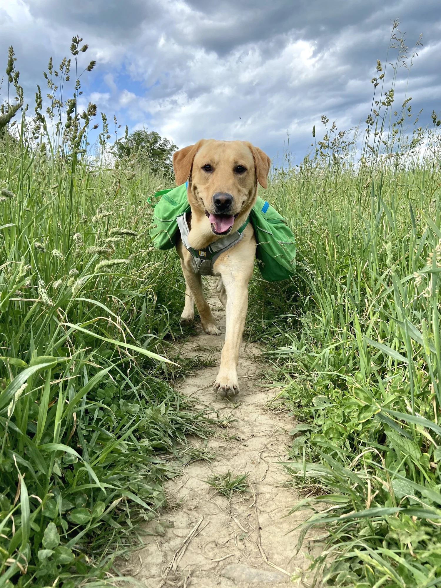 Mountain Bound K9 Training