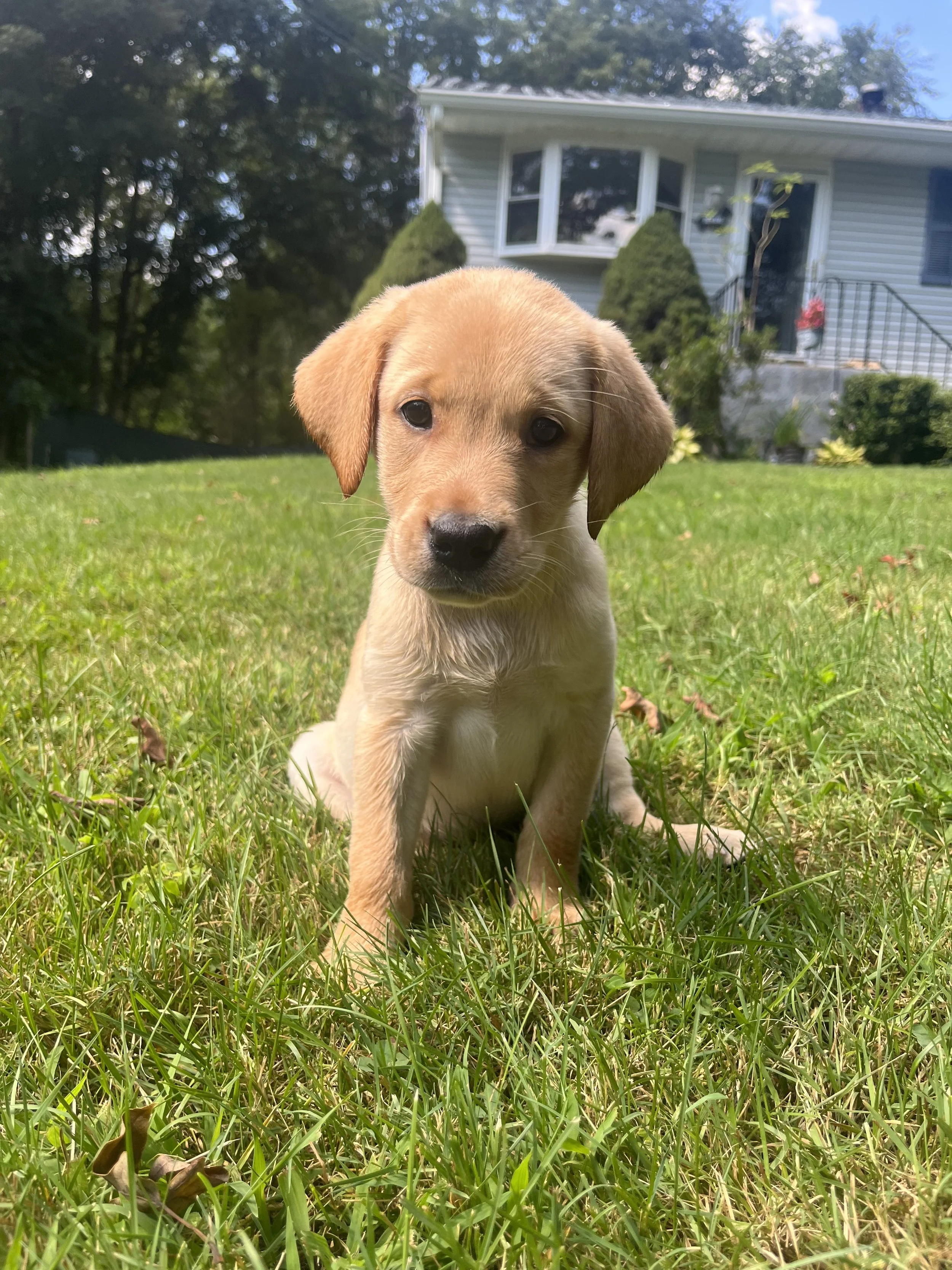 Climbing Stone Labradors — Mountain Bound K9