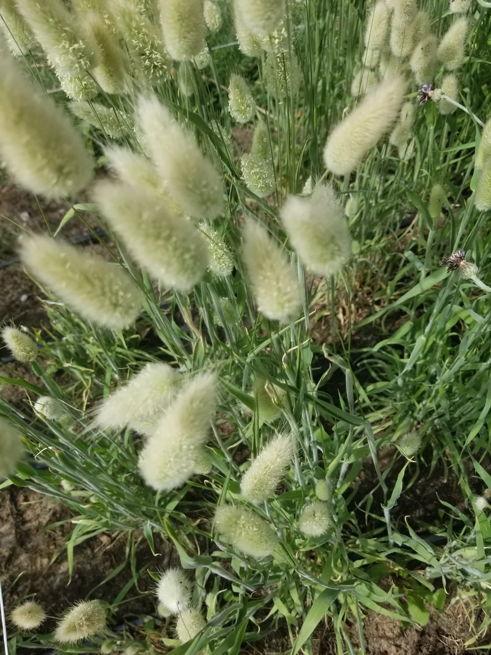 Bunny Tail Grass