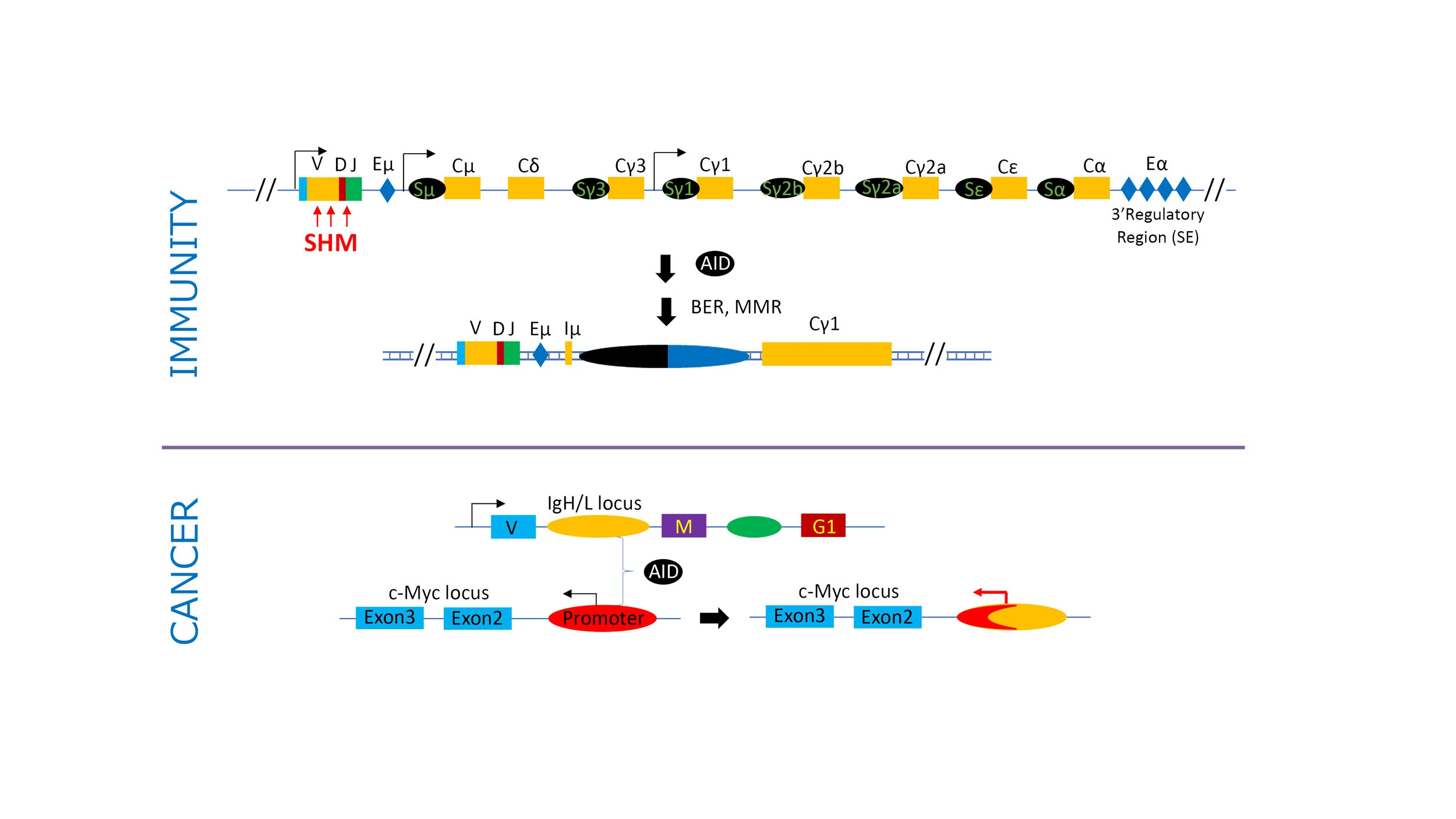 Research — Basu Lab