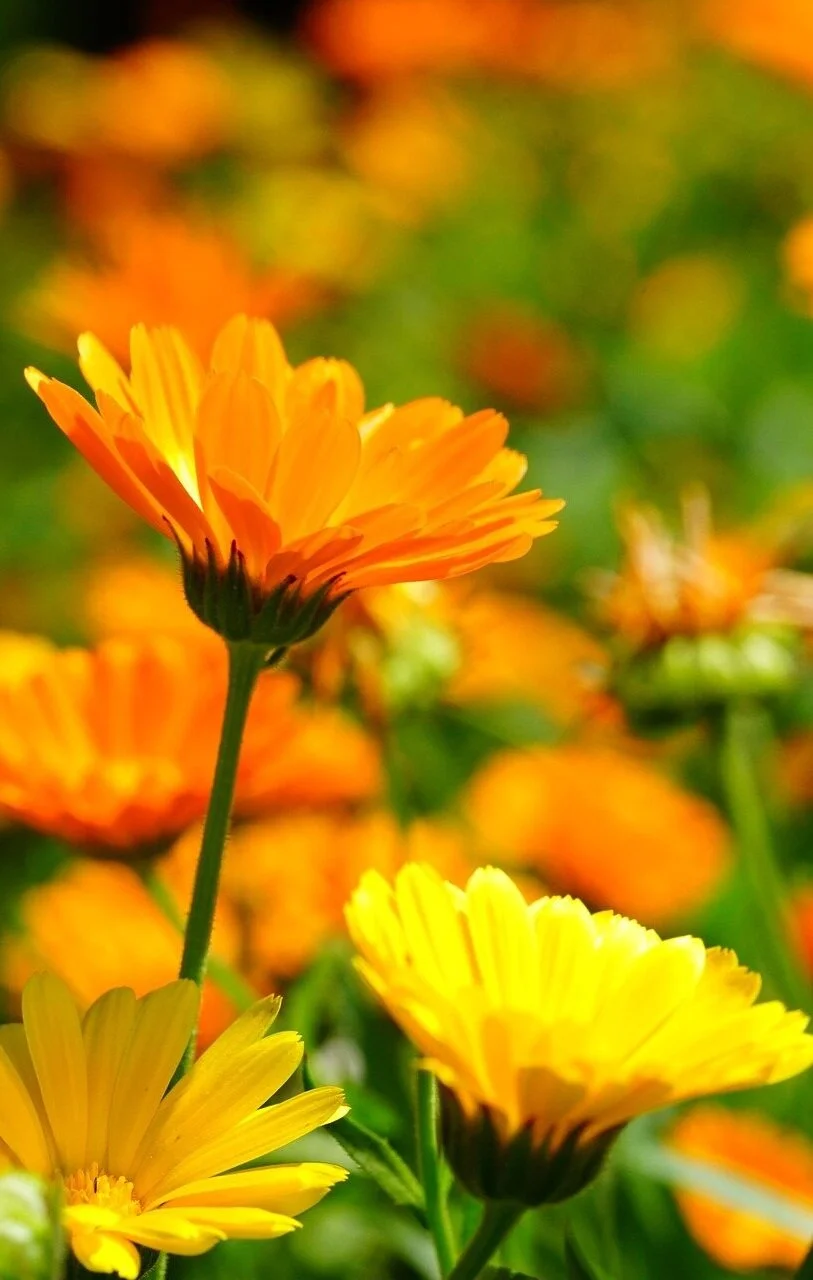 Dyeing With Marigold Extract — Shepherd Textiles