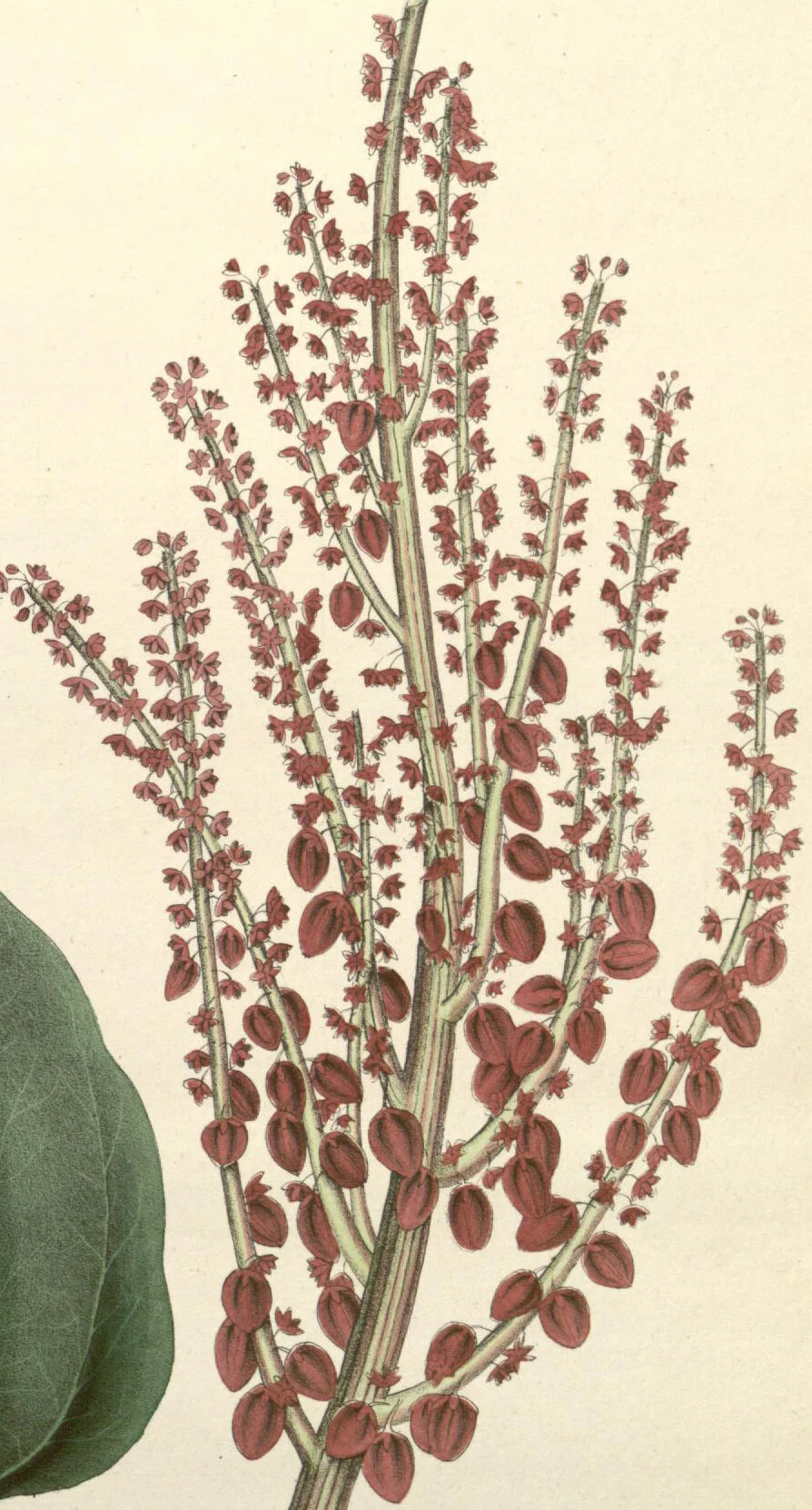 Dyeing With Himalayan Rhubarb Extract — Shepherd Textiles