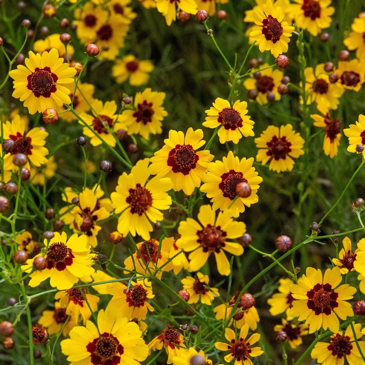 Dyeing With Coreopsis Extract (Coreopsis Tinctoria) — Shepherd Textiles