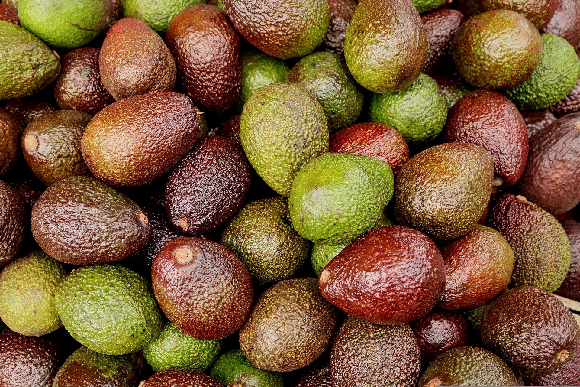 Dyeing With Avocado Pits and Peels (Persea Americana) — Shepherd Textiles