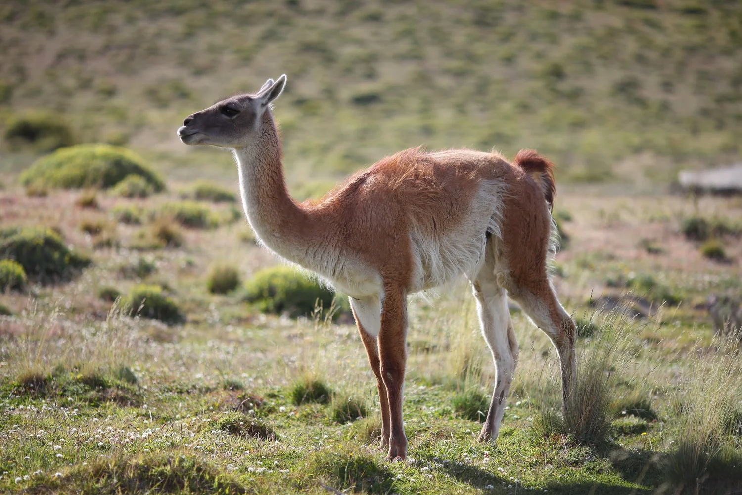 100% Wild Vicuña & Guanaco Yarn — Shepherd Textiles