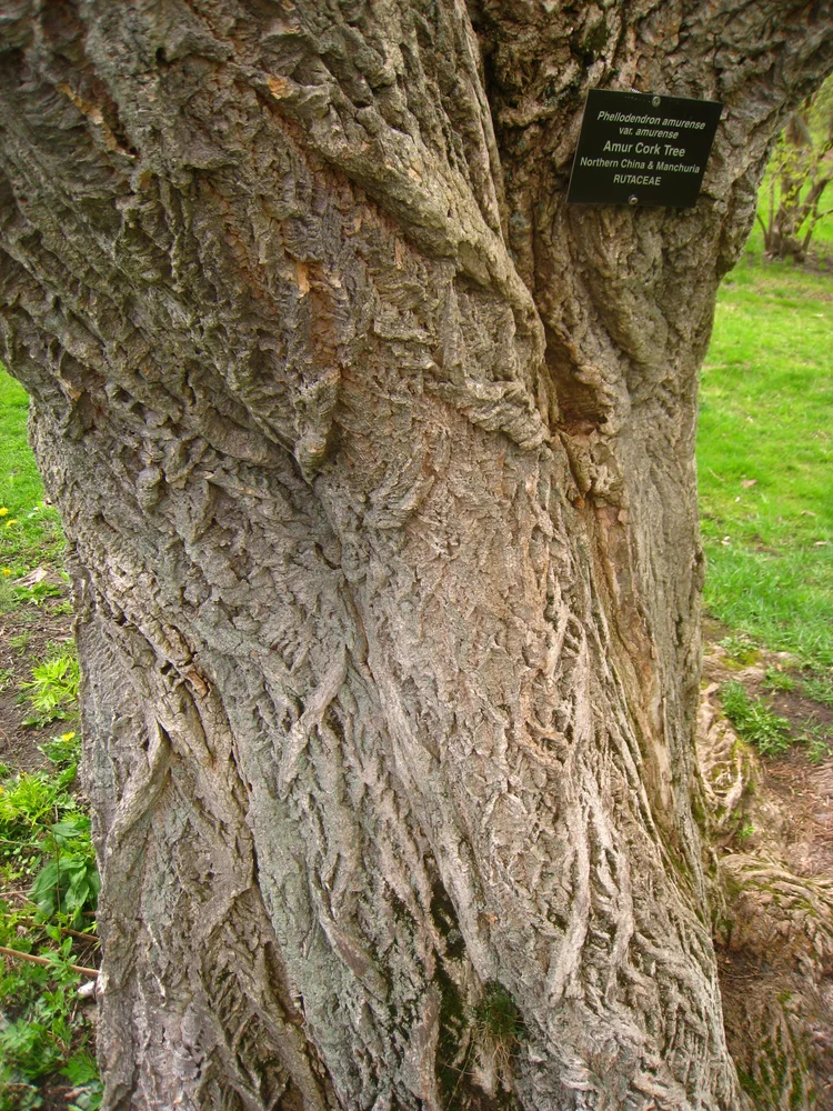 Dyeing With Amur Cork Bark (Phellodendron Amurense) — Shepherd Textiles