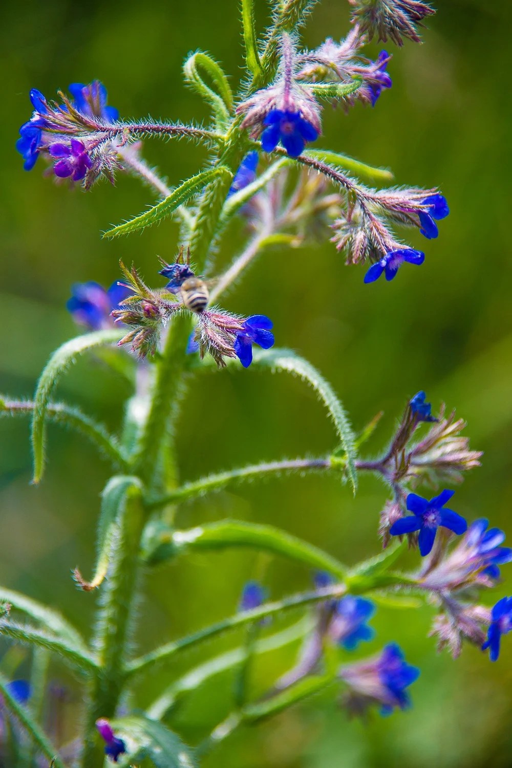 Dyeing With Alkanet Root (Alkanna Tinctoria) — Shepherd Textiles