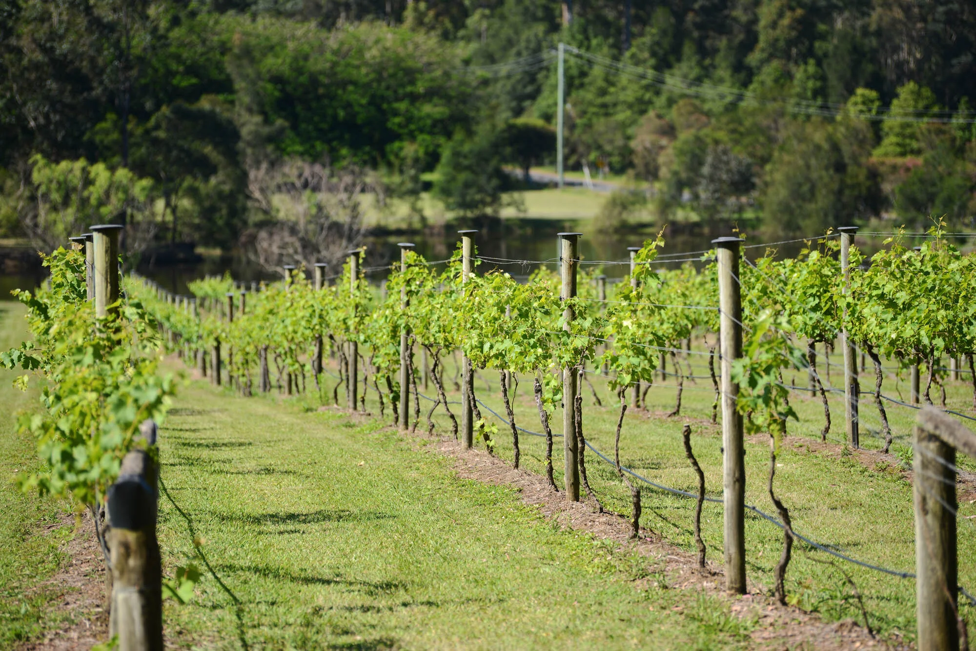 Location & Lifestyle — Maculata Park | Cambewarra