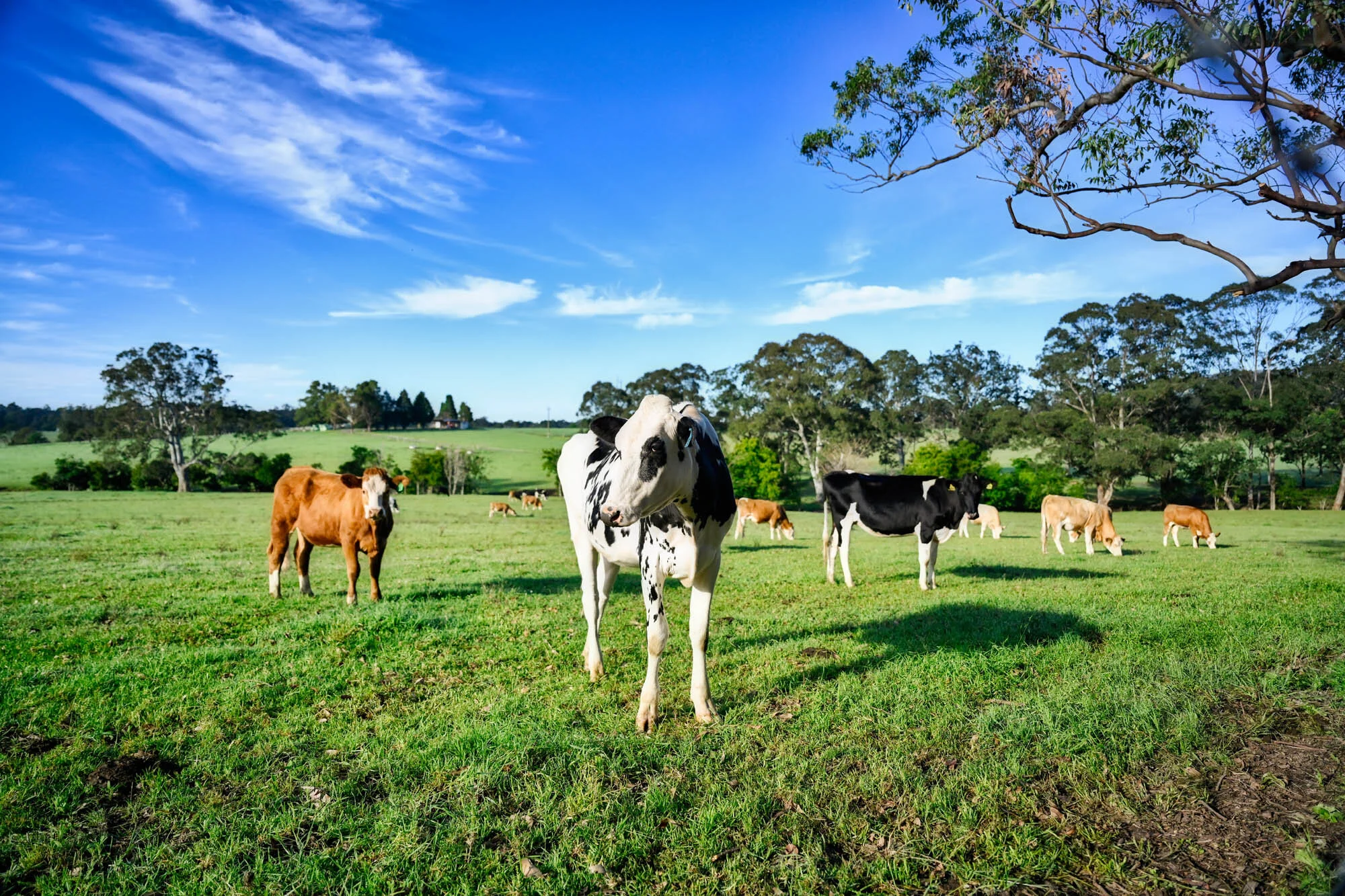 Location & Lifestyle — Maculata Park | Cambewarra