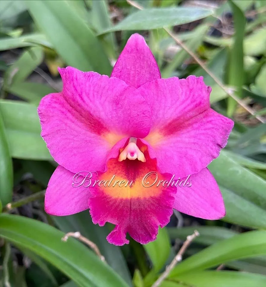 Cattleya — Bredren Orchids Shop — Bredren Orchids