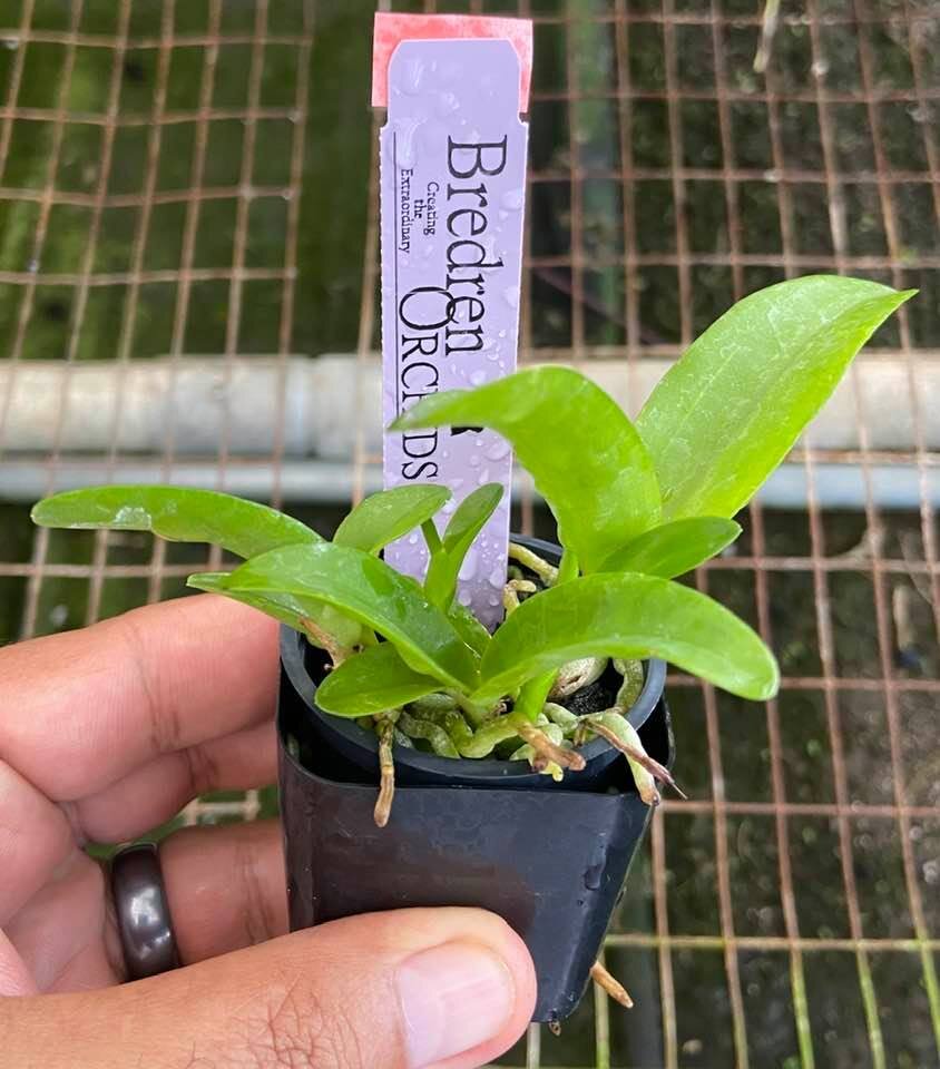 Grt. Henry Wan (Bro. negrilensis x Grt. Why Not) — Bredren Orchids