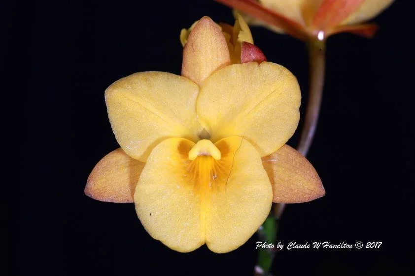 Bredren Orchids Shop — Bredren Orchids