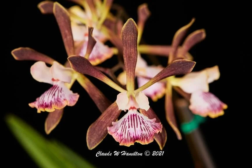 Bredren Orchids Shop — Bredren Orchids