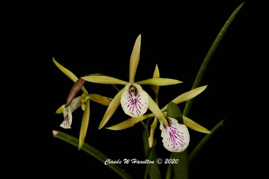 Bc. Teresa Ricci — Bredren Orchids