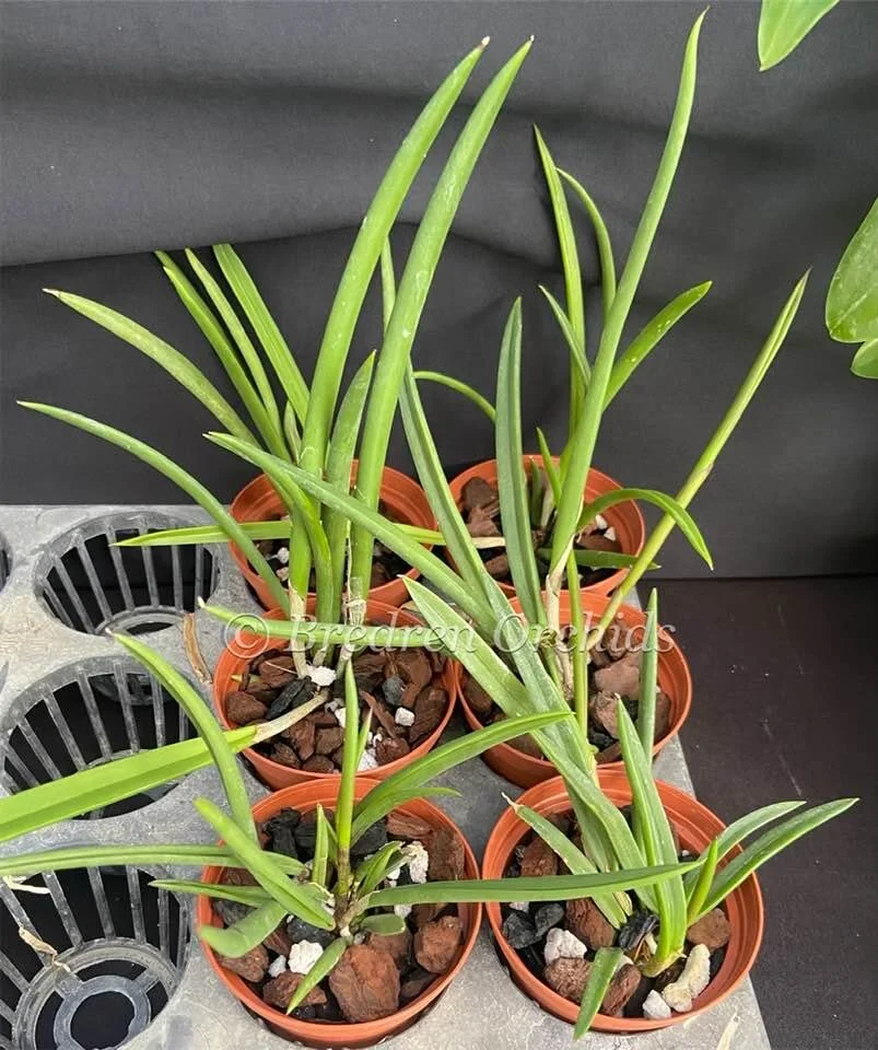Brassavola subulifolia — Bredren Orchids