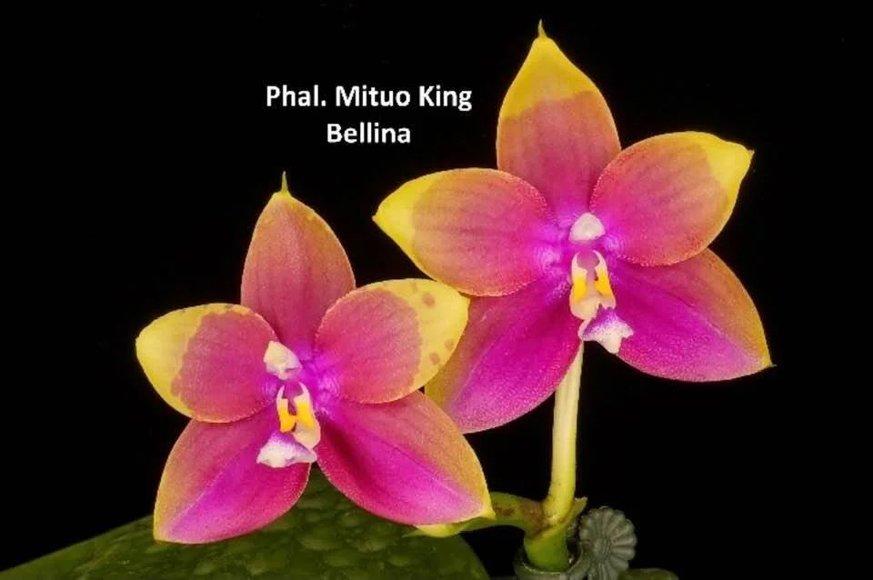 Bredren Orchids Shop — Bredren Orchids