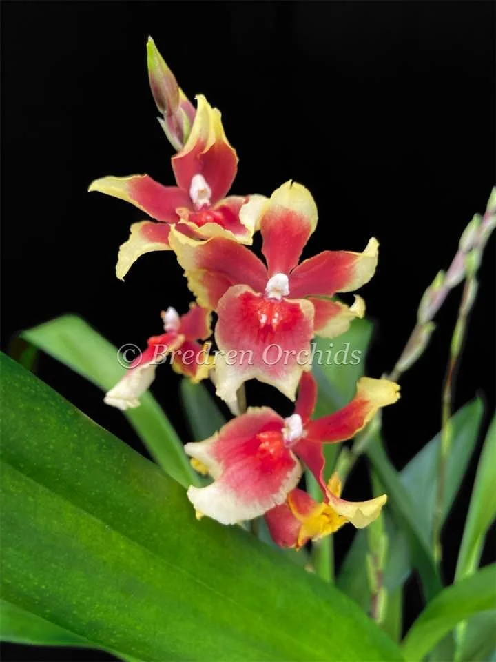 Bredren Orchids Shop — Bredren Orchids