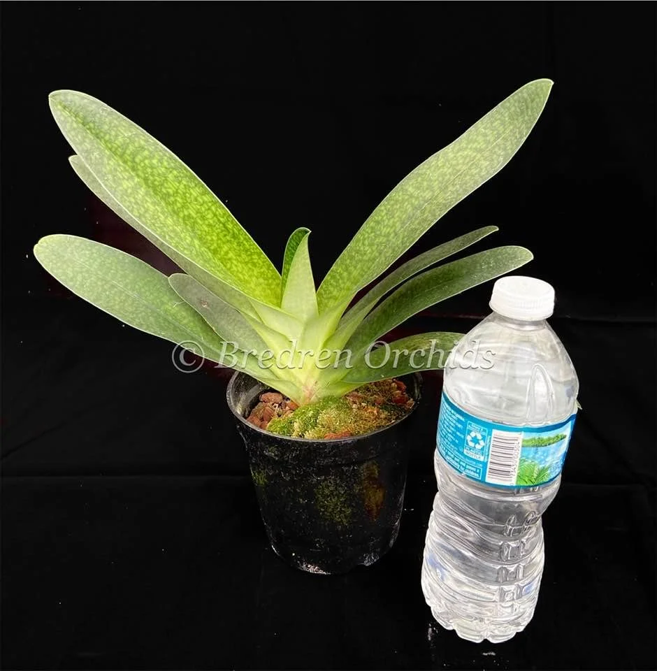 Bredren Orchids Shop — Bredren Orchids