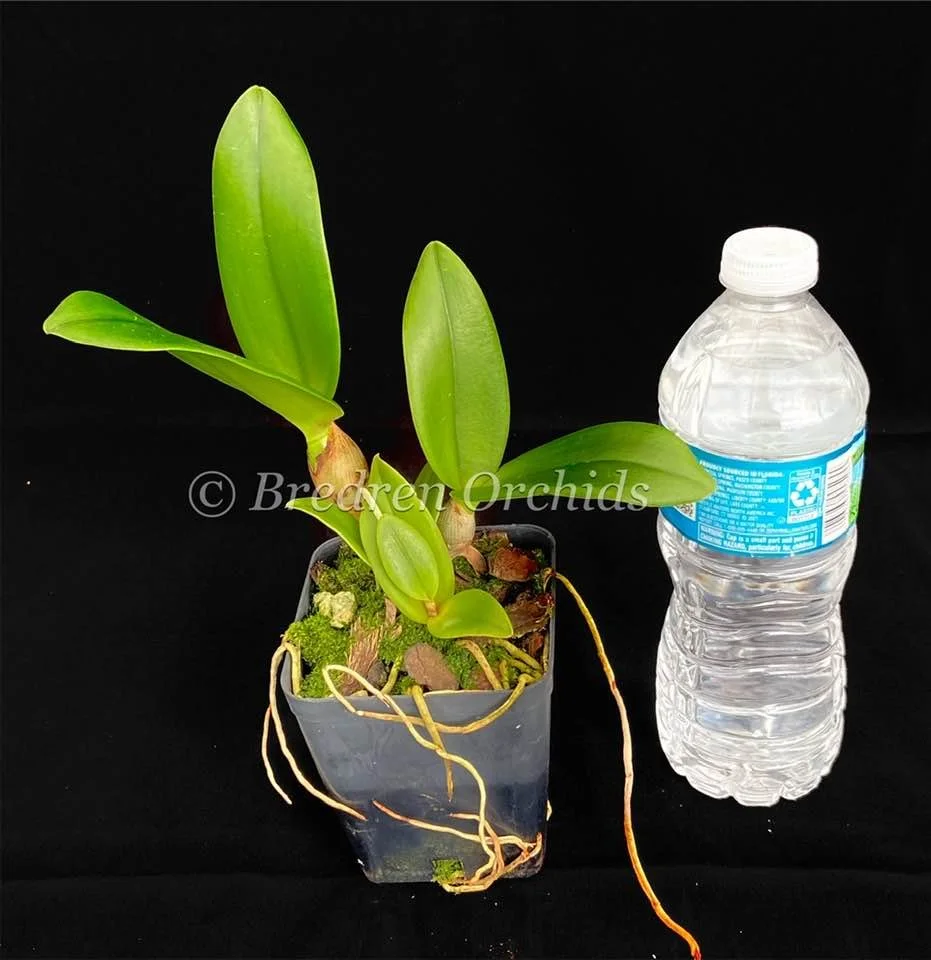 Bredren Orchids Shop — Bredren Orchids