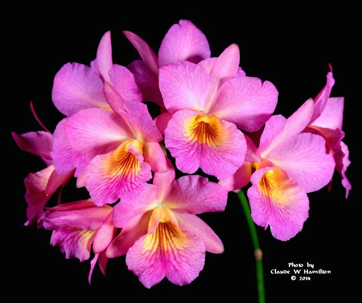 Broughtonia lindenii — Bredren Orchids