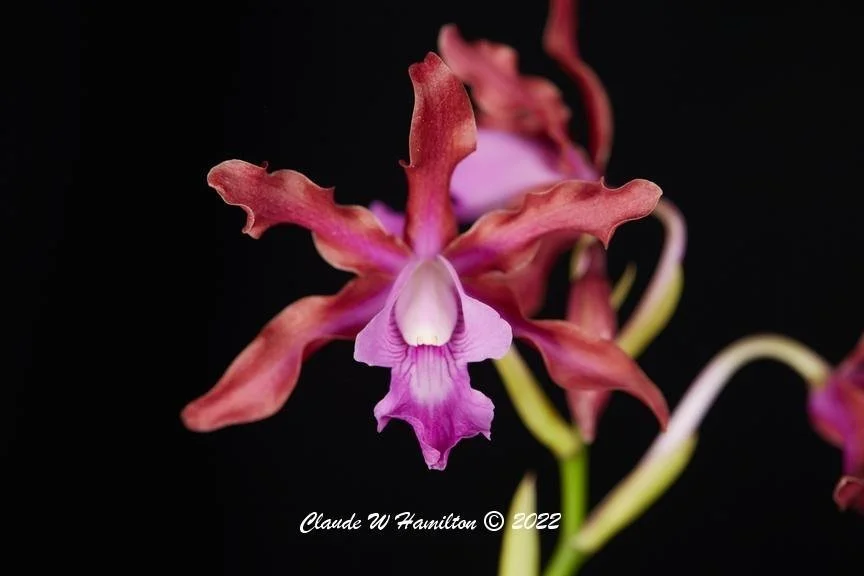 Lc. Yvonne Stultz (C. Summer Spot 'Carmela' HCC/AOS x L. lyonsii ...