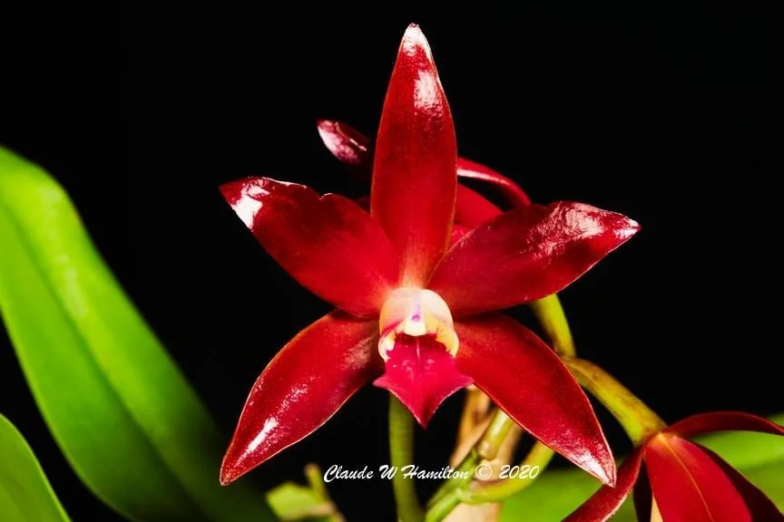 Bredren Orchids Shop — Bredren Orchids