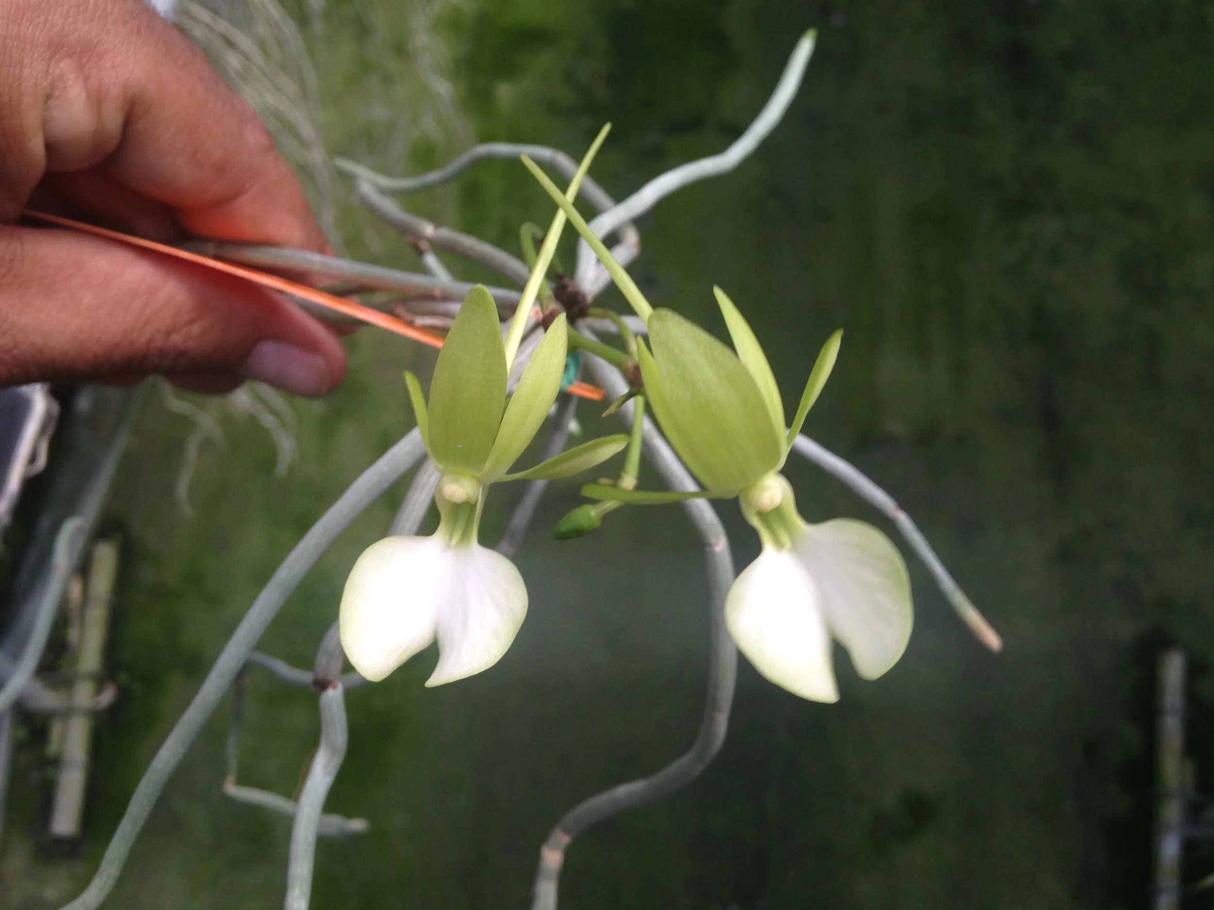 Bredren Orchids Shop — Bredren Orchids