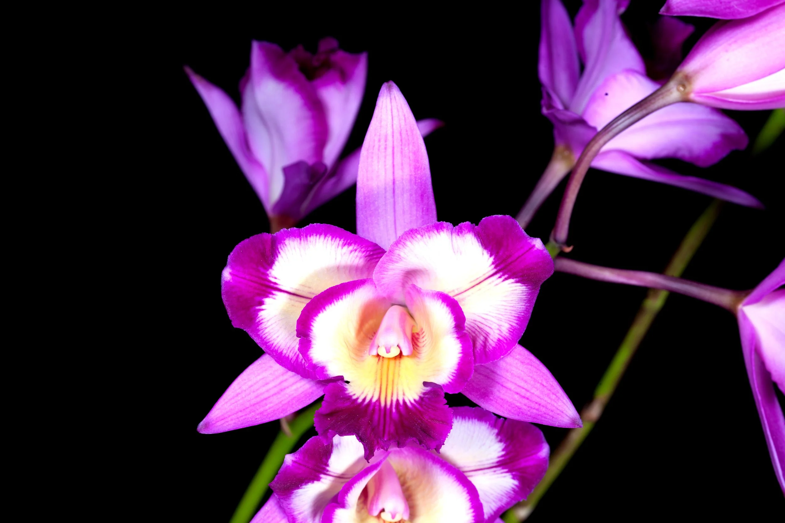 Bredren Orchids Shop — Bredren Orchids