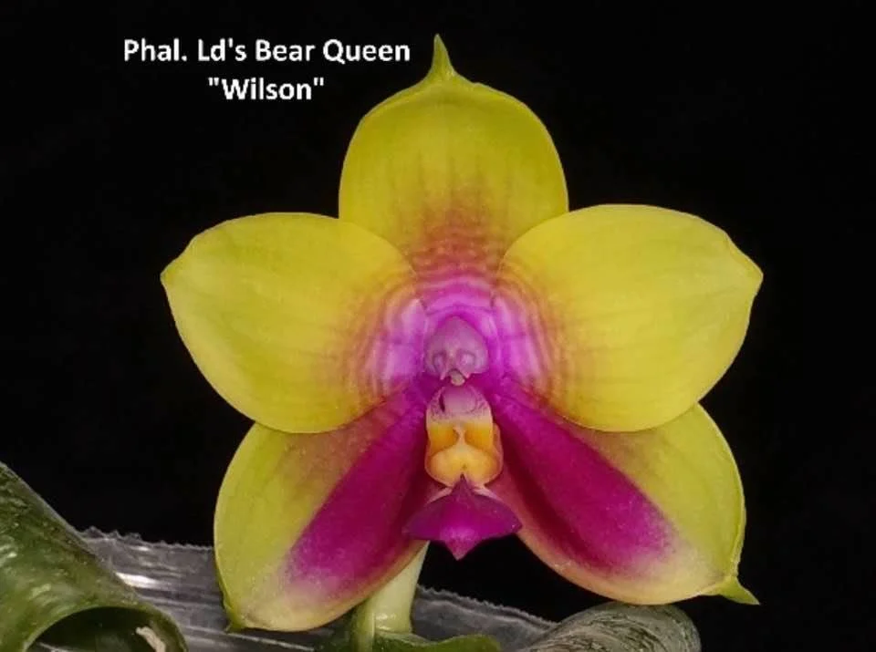 Bredren Orchids Shop — Bredren Orchids