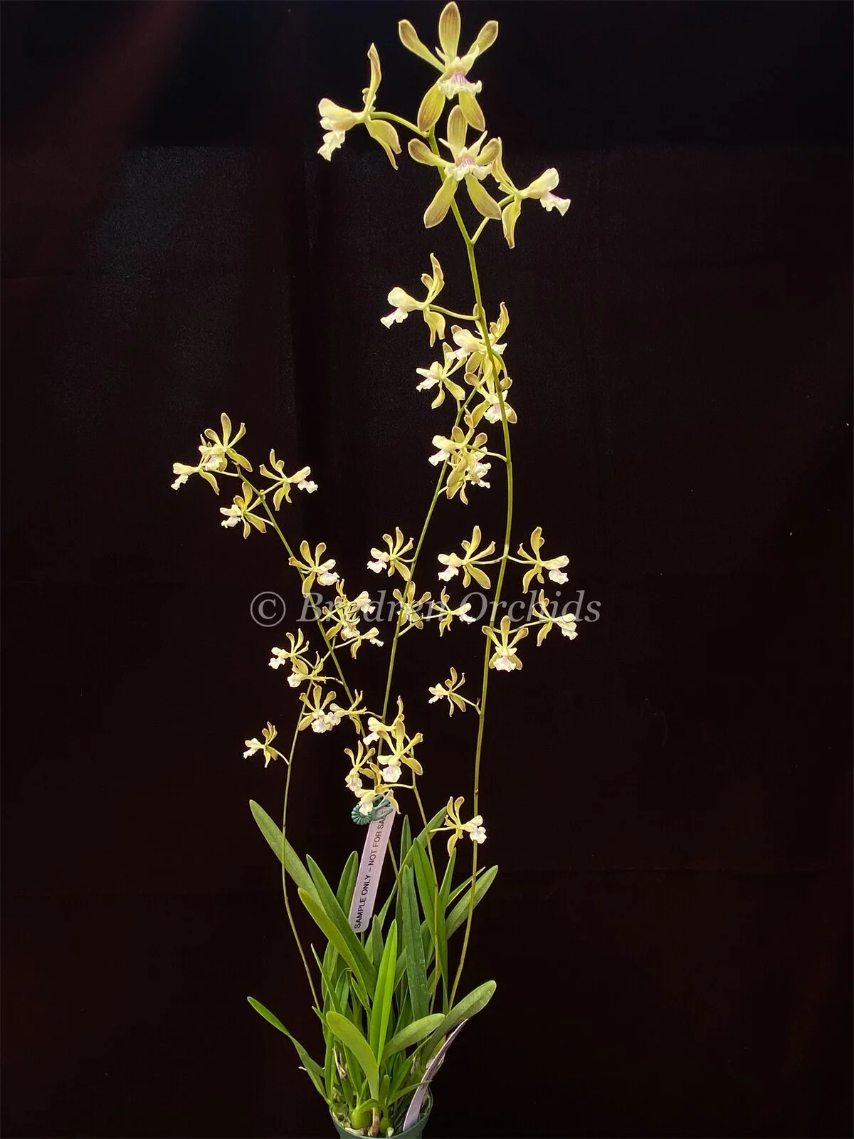 Encyclia howardii — Bredren Orchids
