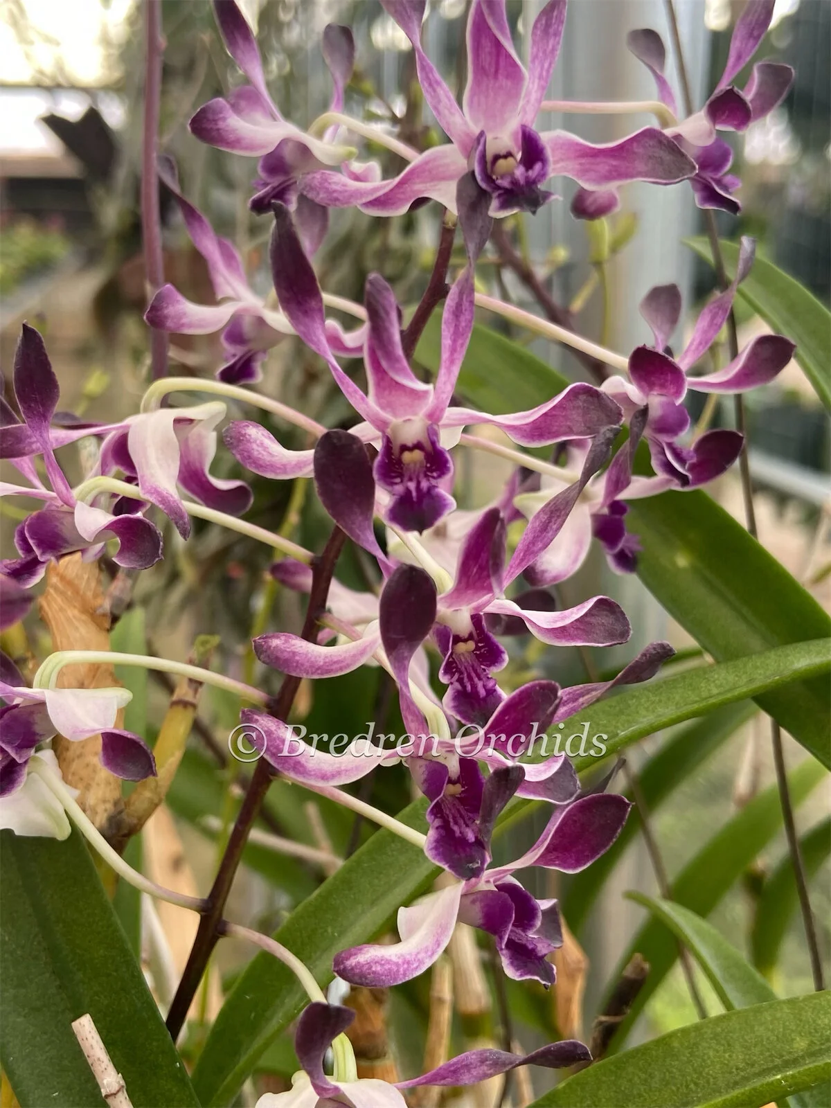 Bredren Orchids Shop — Bredren Orchids
