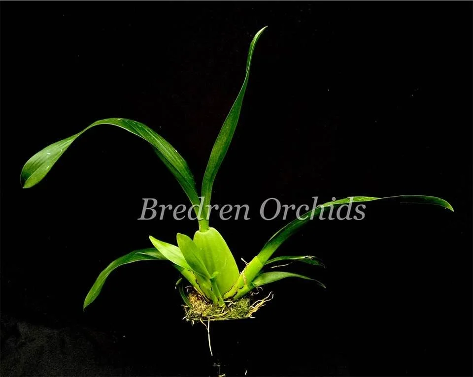 Bredren Orchids Shop — Bredren Orchids